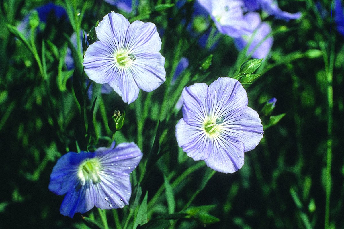 Vishnudut1926: Bhagavan Shree Krishna and Atasi Flower