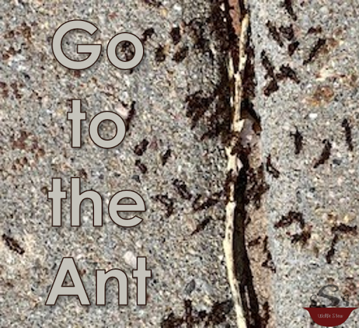 Go to the Ant