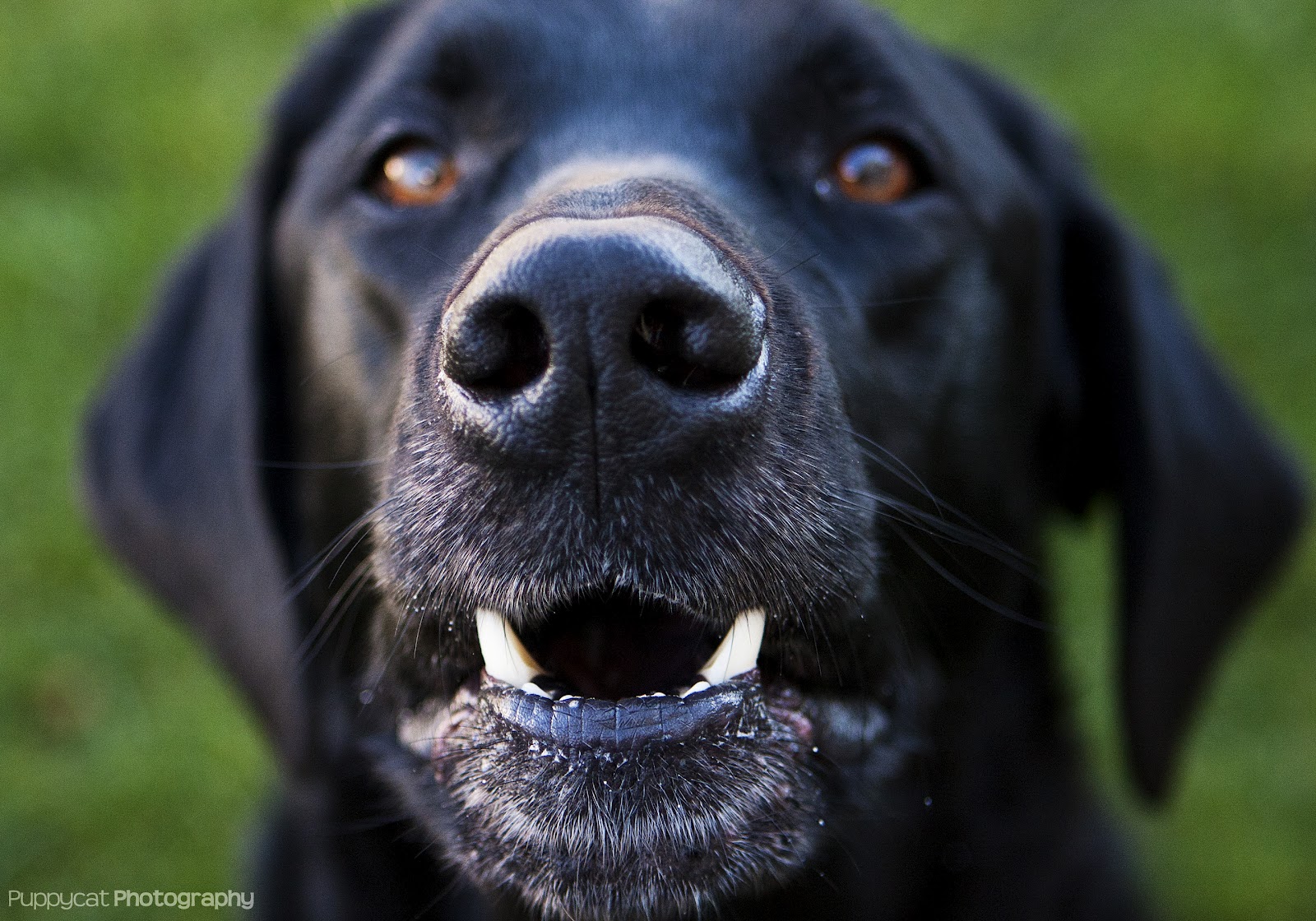 Puppycatandmouse/KimK Widmark : Black Lab Old Man Face magically ...