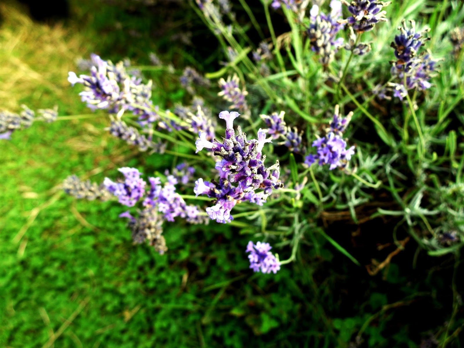 Mayfield Lavender Farm, Croydon | Lynette