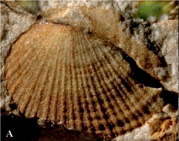 Middle-Devonian Life II: Invertebrates