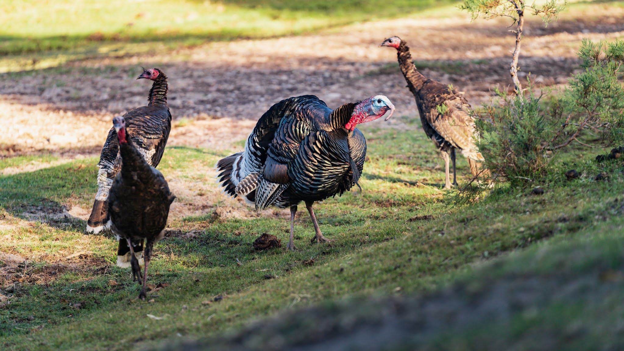 Goulds Turkey Hunt: Testimonials from Hunters