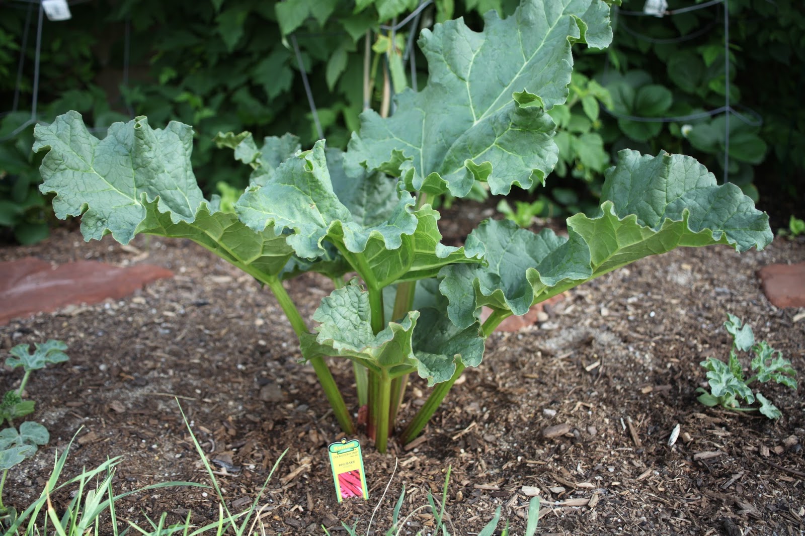 My Beautiful Life: Fruit of My Labor, Garden Update