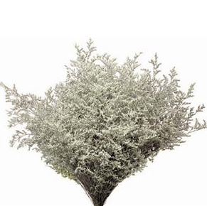 Studio Floral Dora Santoro: Flor Cáspia