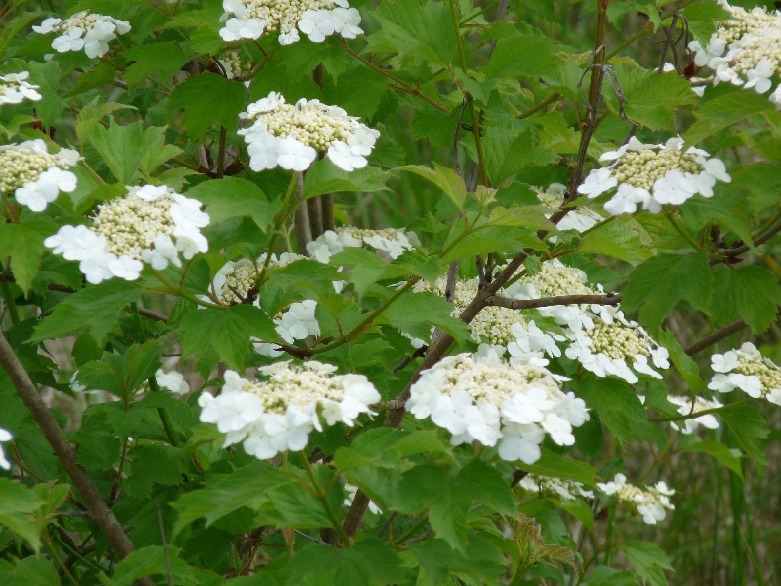 Voillans, village du Doubs, site officiel: Viorne Obier