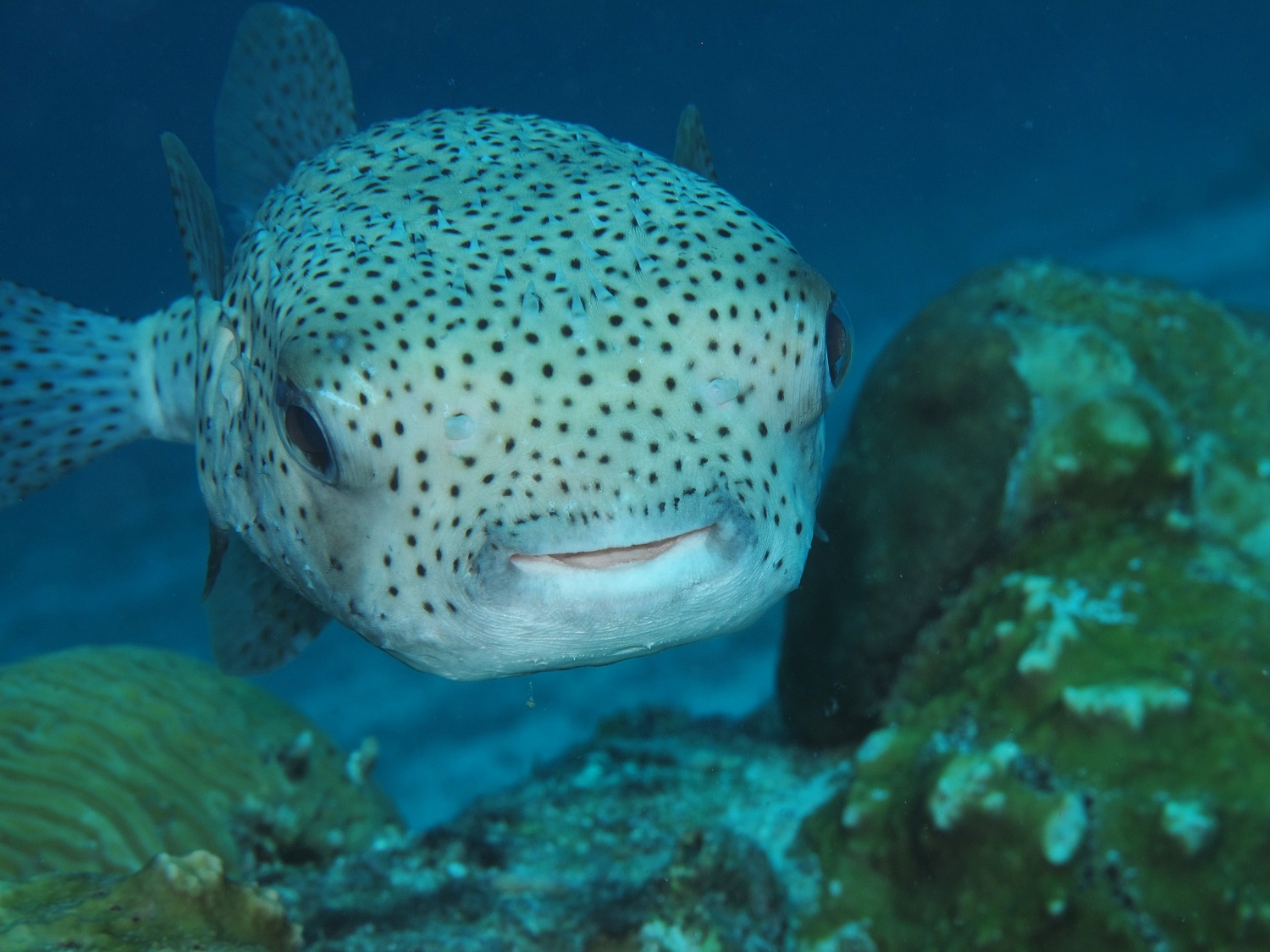 Rambling Jill: Porcupinefish