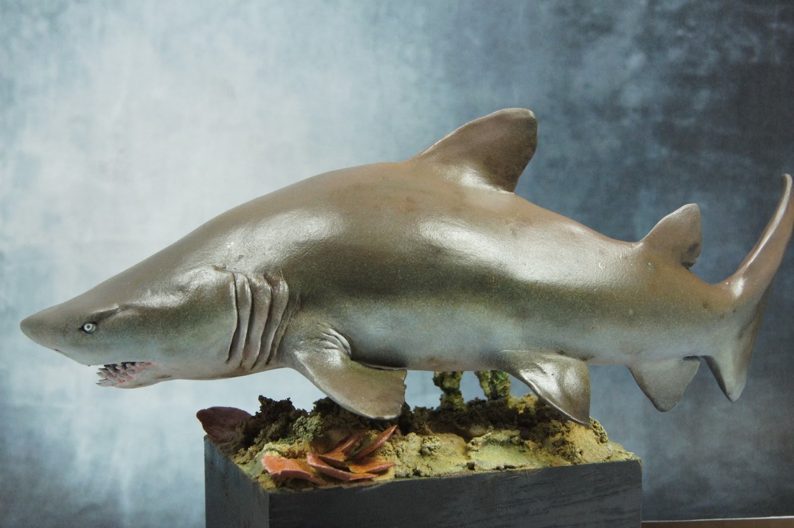 PJ CHABERT SCULPTURE: PEINTURE REQUIN TAUREAU (Carcharias Taurus)