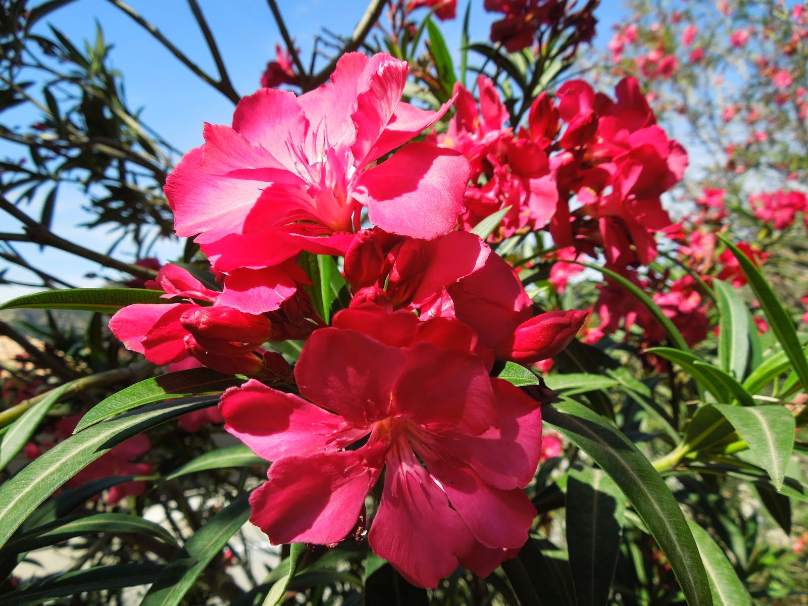 ADELFAS de tres colores - BOTÀNIC SERRAT