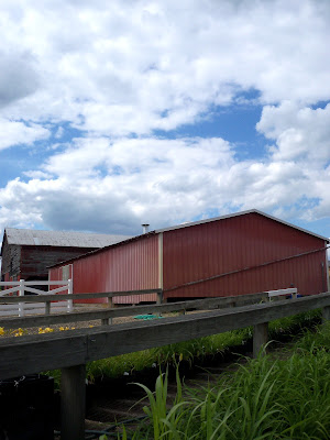 Peonies and Paint: Daylilies: The Viette Family Business