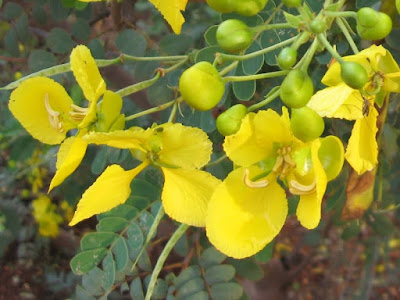 Avarampoo Health Benefits: avarampoo health benefits