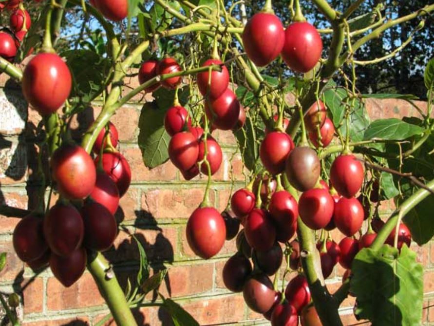 Garden in a Pot: The difference between Tree Tomatos and Tamarillos