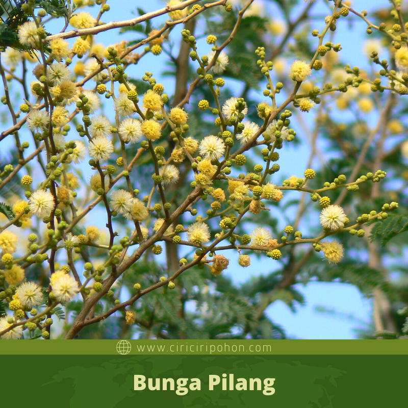 Ciri Ciri Pohon Pilang (Vachellia leucophloea) Di Alam Liar ...