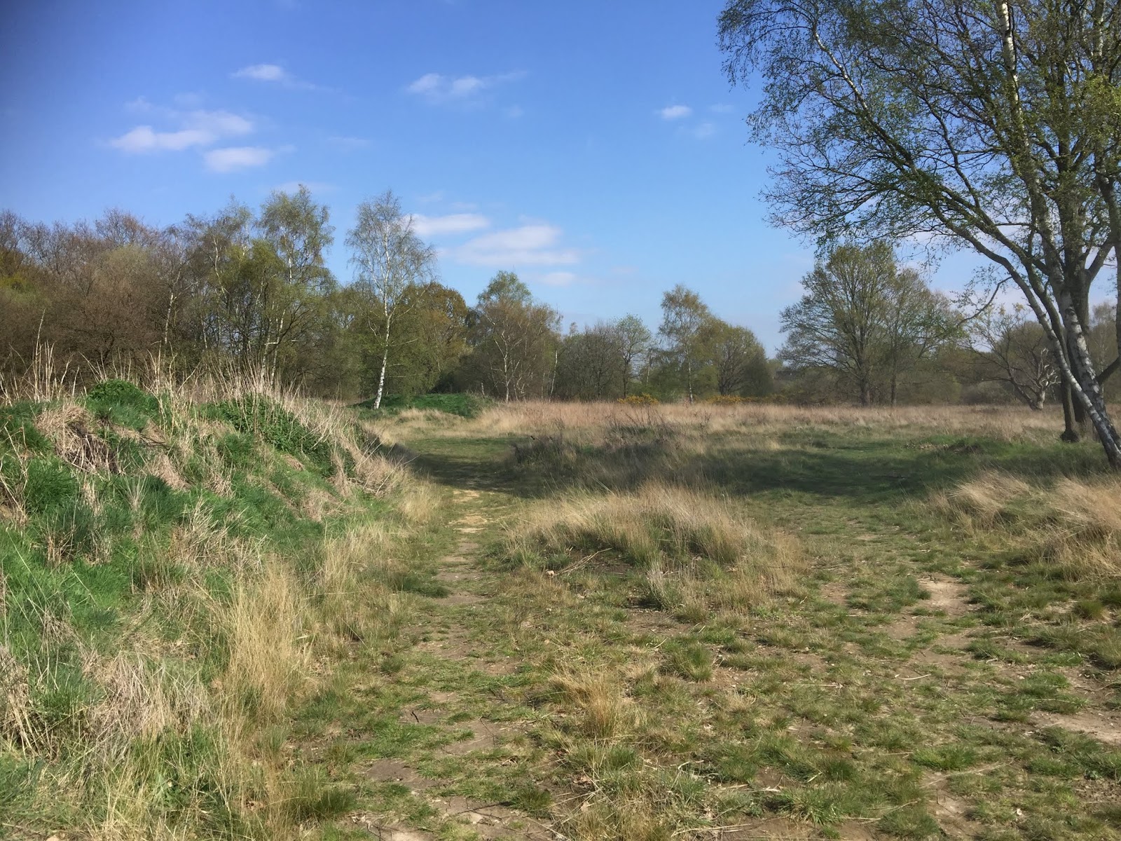 Non-Stop Birding: Acid Grassland Restoration at Mitcham Common