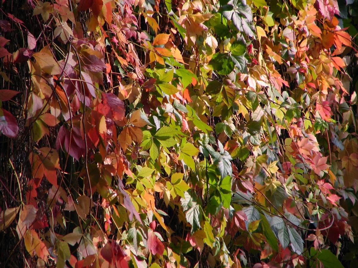 LA MULTI ANI, ROMANIA!: Frunze colorate