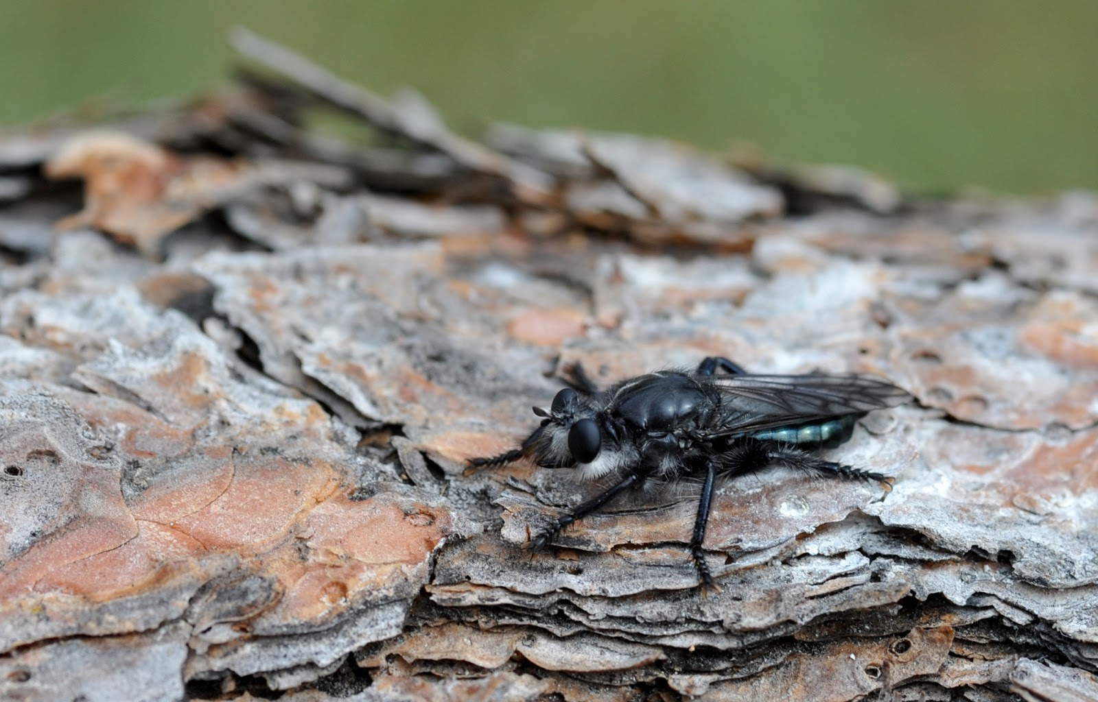 Eco-Evo Evo-Eco: The Nature of Natural History: Kelowna CSEE 2013