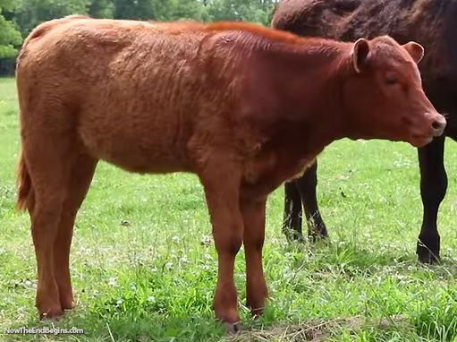 PERSIAPAN SAPI MERAH/THE HEIFER SEBAGAI RITUAL PEMBANGUNAN SOLOMON ...