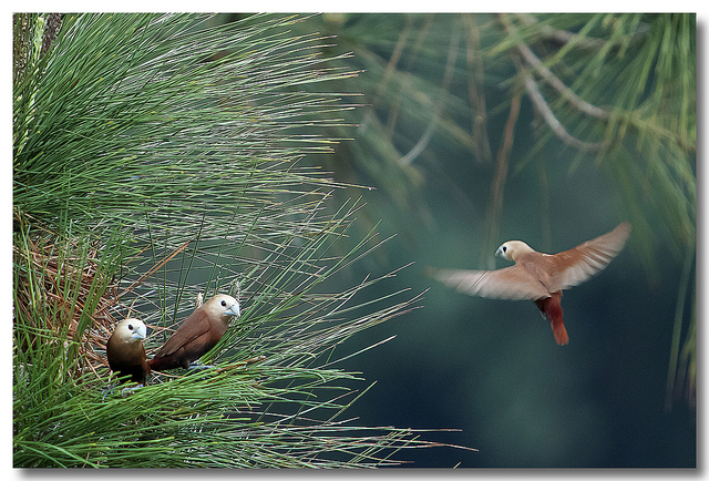 Charles.Hieu: CHIM RI - VIỆT NAM