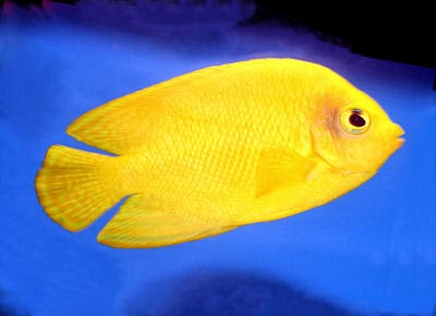 ANGEL-ANTHIAS-BANNER FISH ~ Indonesian marine fish and coral index