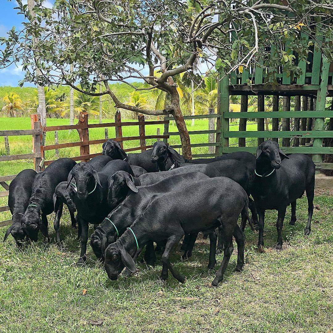 Ilmu Untuk Ternakan Ruminan: SANTA INES* (Biri-biri bulu licin)