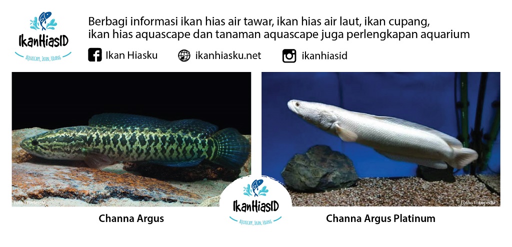 50 Jenis Ikan Channa yang Perlu Kamu Ketahui, Terlengkap Beserta Harga ...