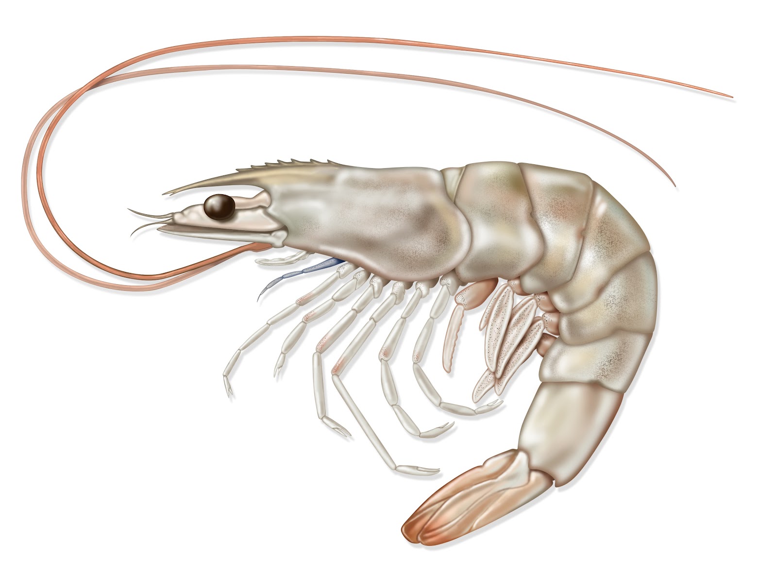 Shrimp - True Wildlife Creatures