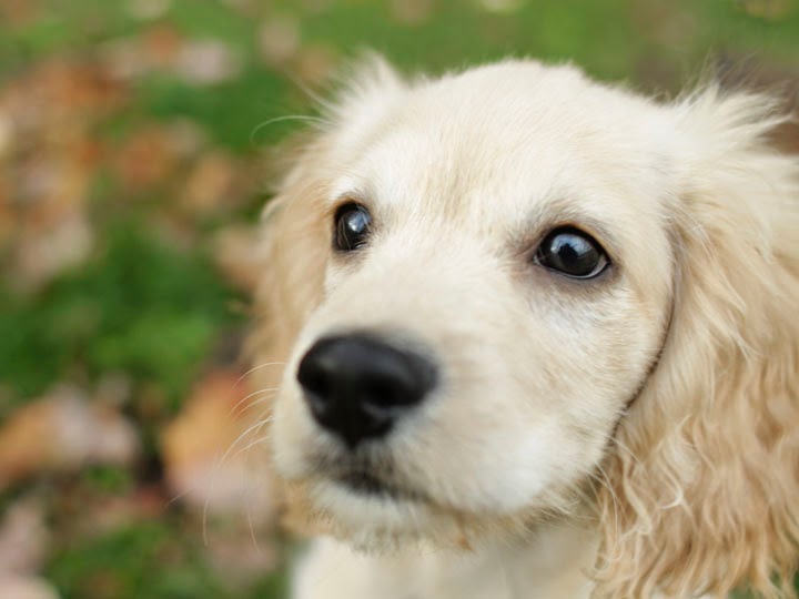 Sparky - Cocker Spaniel Mix Puppy