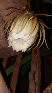 Garden Care Simplified: Original Brahma Kamal Plant Flowers Photographs ...