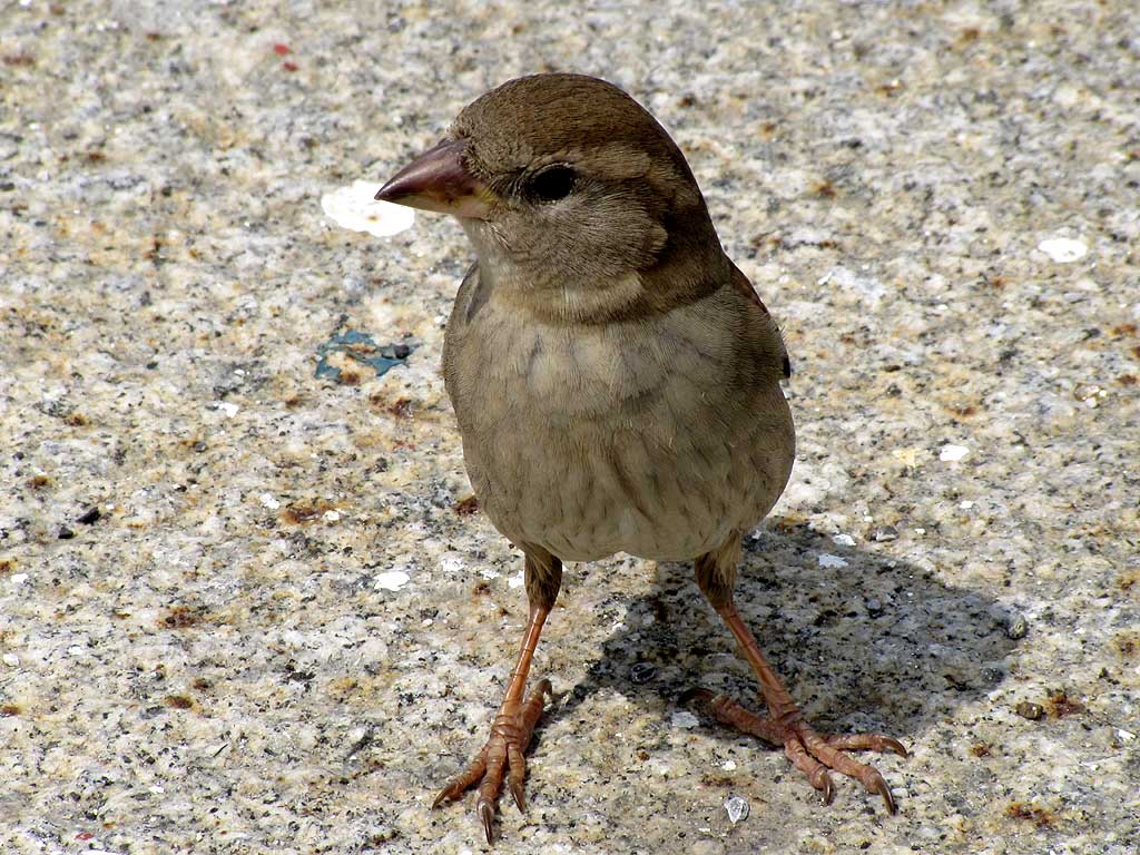 Livorno una foto al giorno: Passerotti