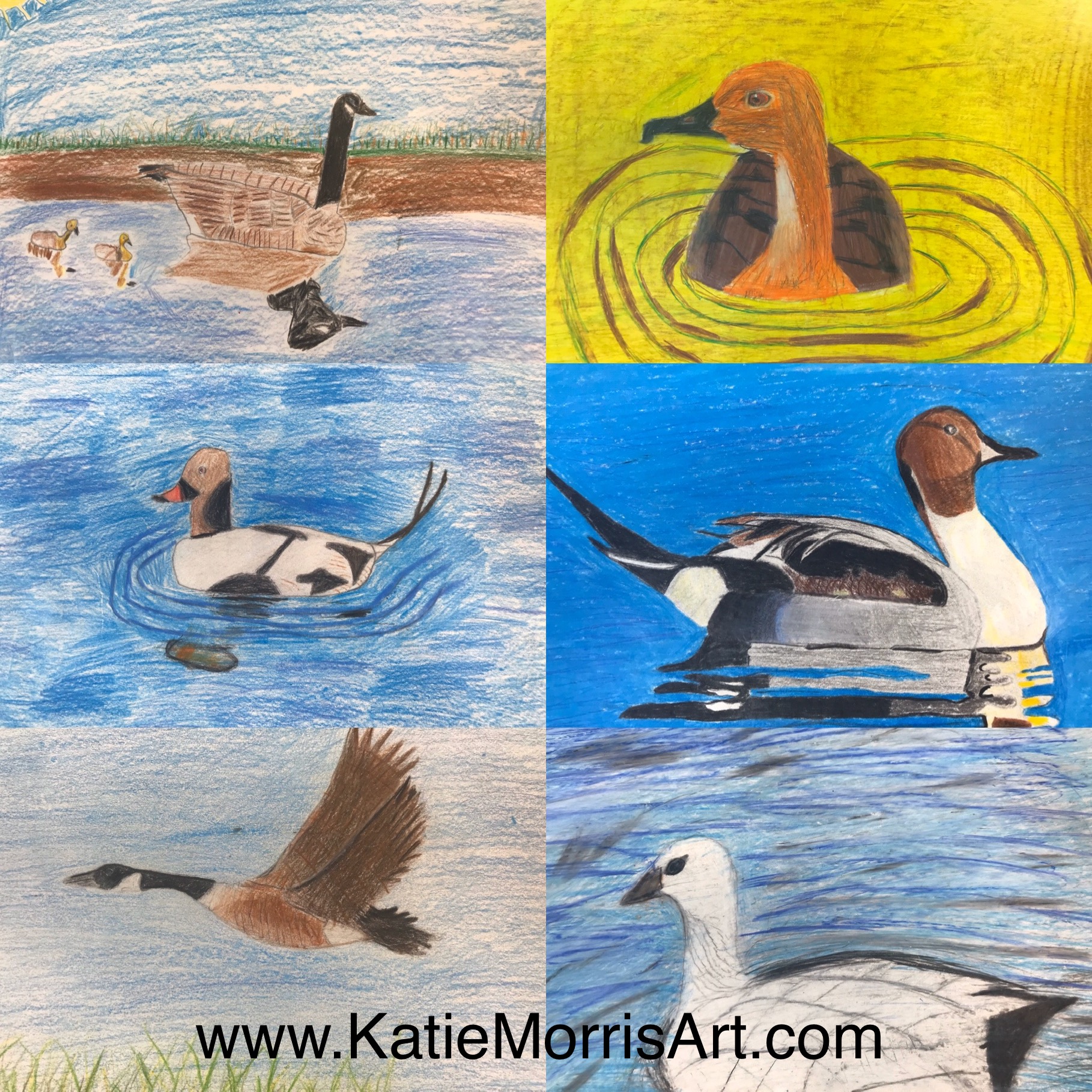 Katie Morris Art: 7th Grade Art of Conservation