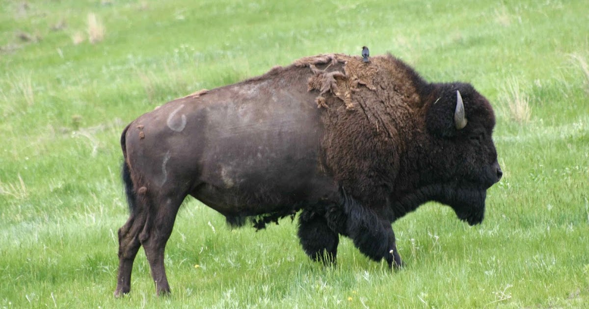 Life in the Middle Ages: Medieval archery