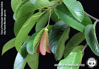 Azka Aka Ryuu: Pohon Meranti (Shorea .sp)