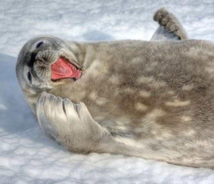 20+ Animals Who Can Cheer You Up Better Than Any Comedian