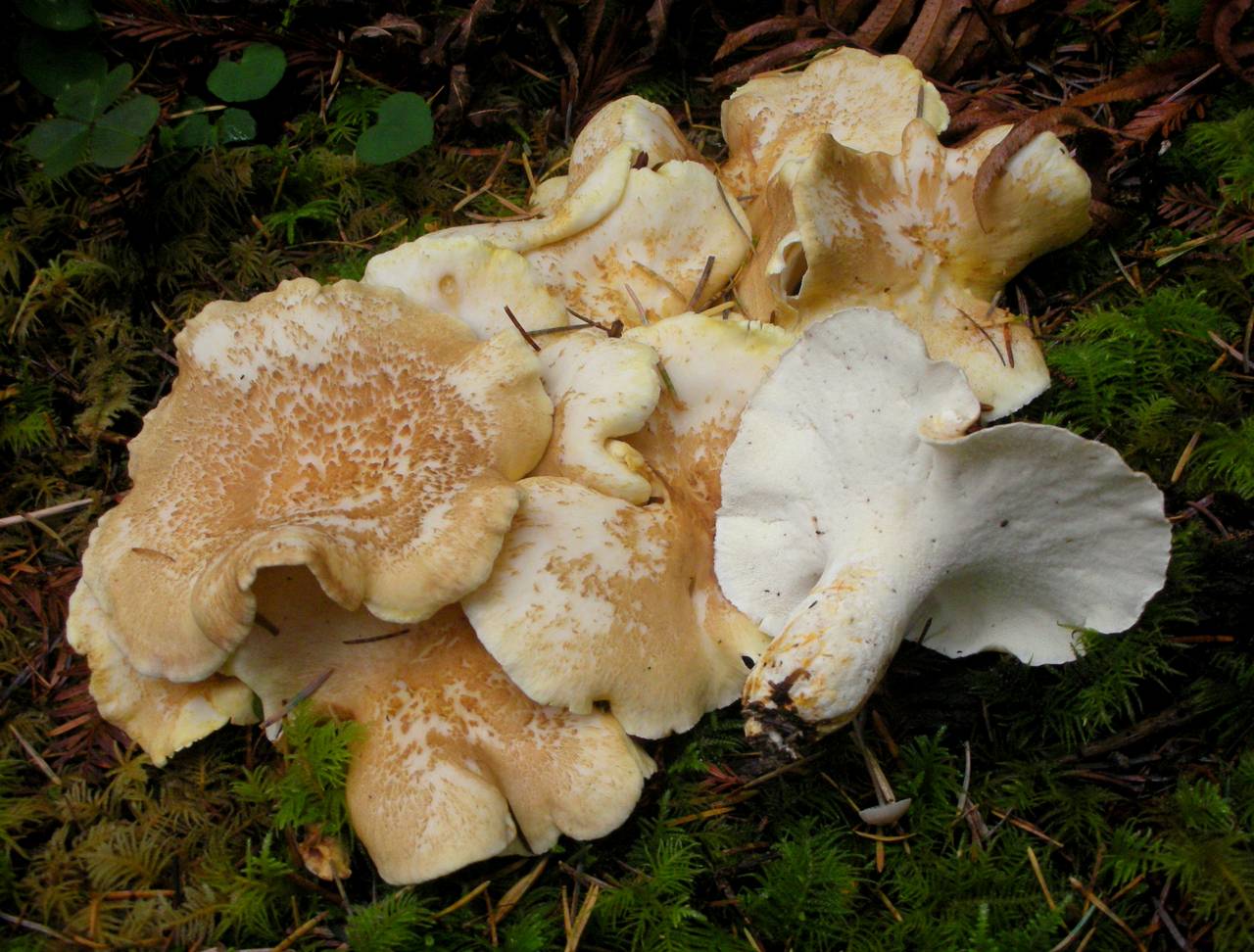 HONGOS DE AMERICA Y OTROS CONTINENTES: FAMILIA: Albatrellaceae. GENERO ...