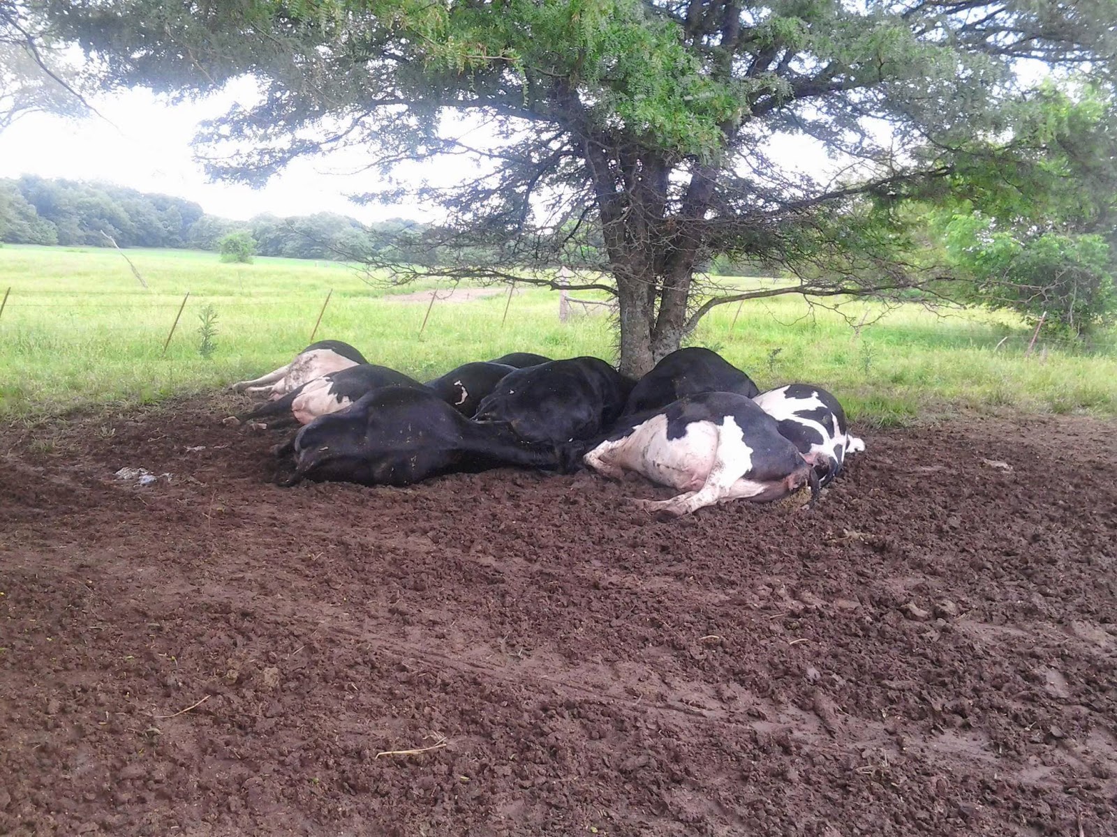 Mid America Live: Lightning takes toll on dairy cattle near Amsterdam