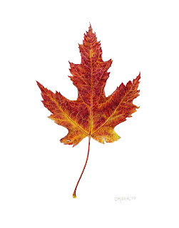 Cheryl Miller Studio: Botanical Art