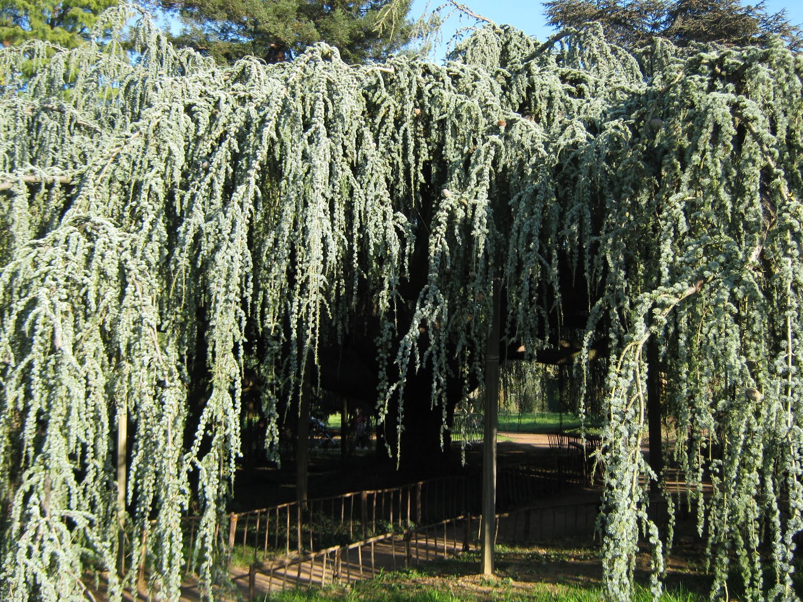 Paula Diaz's blog: El cedro azul llorón en L' Arboretum de la Vallée ...