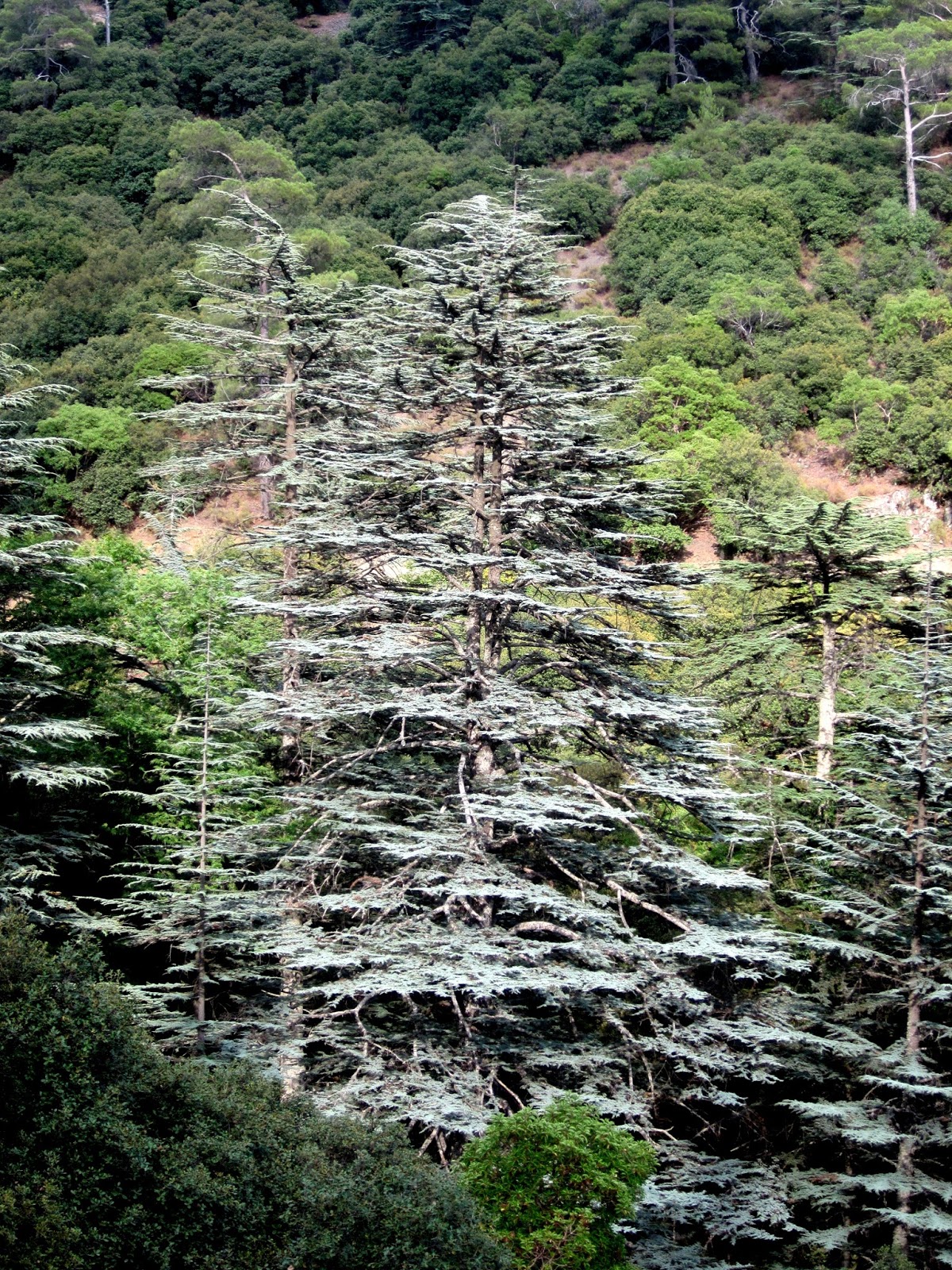 Biodiversity of Cyprus by NGO Protection of the Natural Heritage and ...