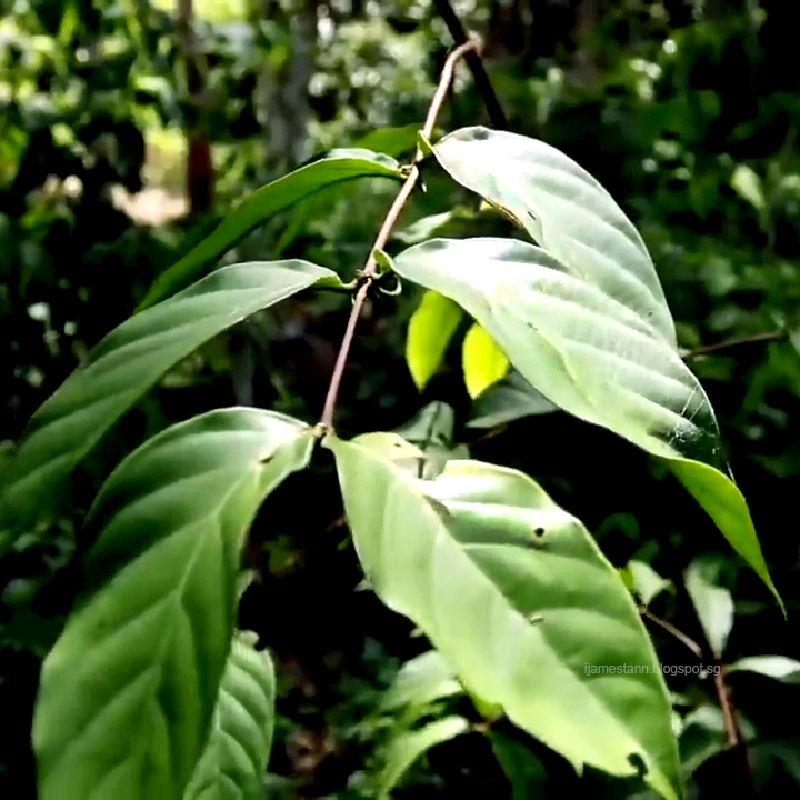 Princess Elizabeth Estate, Hillview: The arduous life of a gambier ...