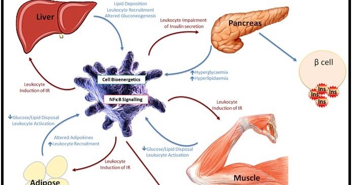 Bioenergetics ~ Small Info Hub