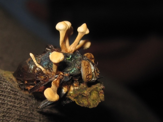 Fun with Nature: Fun in the Forest