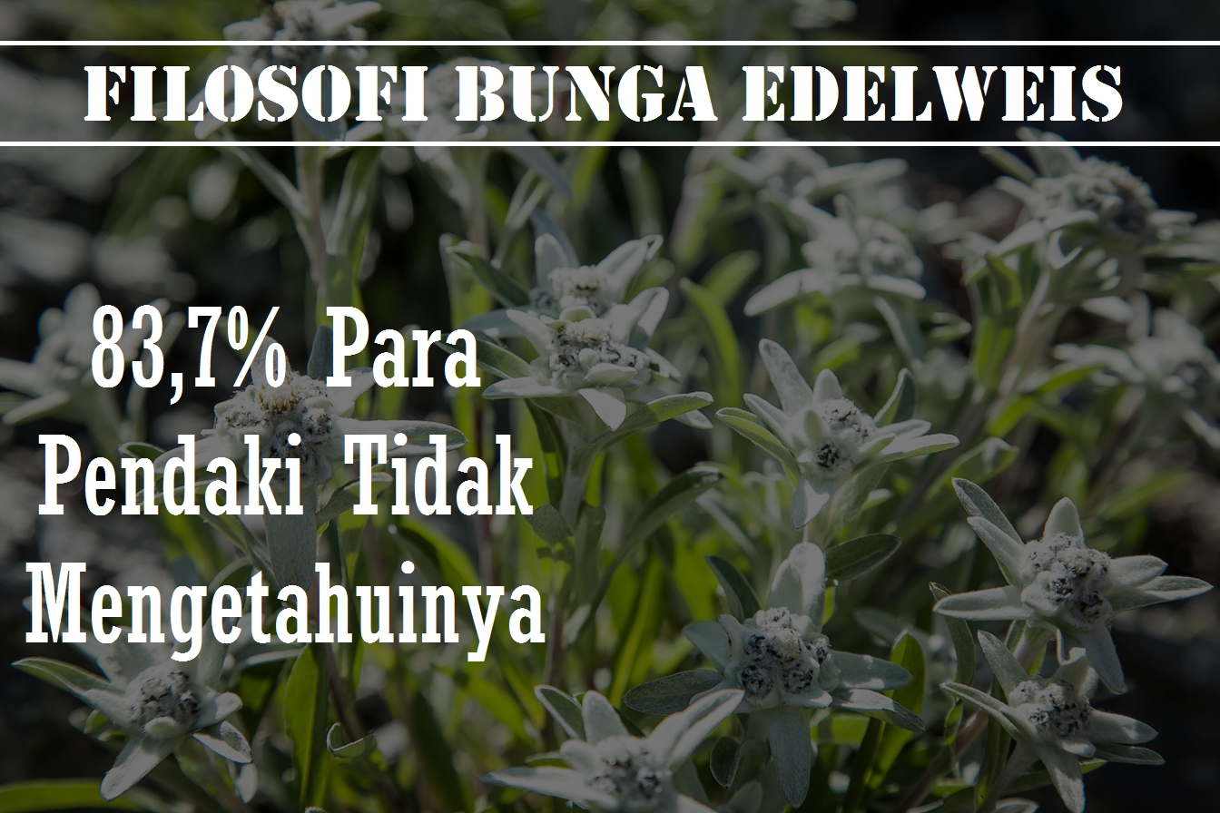 Paling Gokil 35+ Kata Kata Indah Tentang Bunga Edelweis