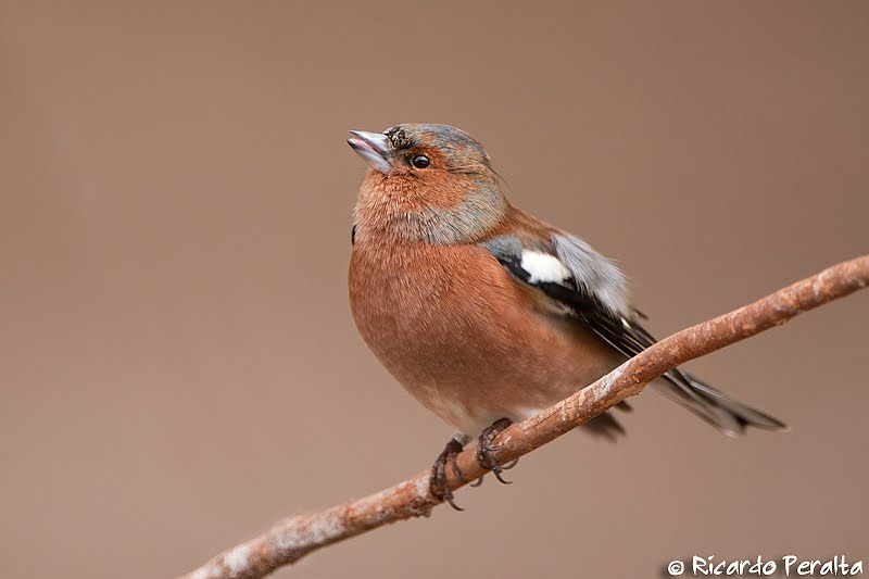Ricardo Peralta. Fotógrafo de Naturaleza: Macho de Pinzón Común