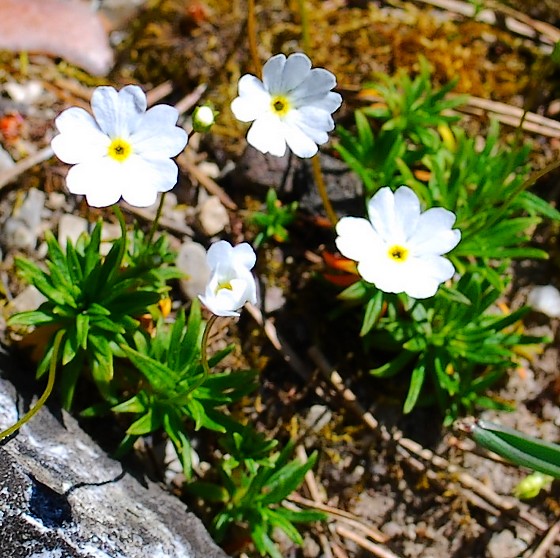 Flore sauvage en Suisse (et Jardins botaniques): ANDROSACE LACTEA L.
