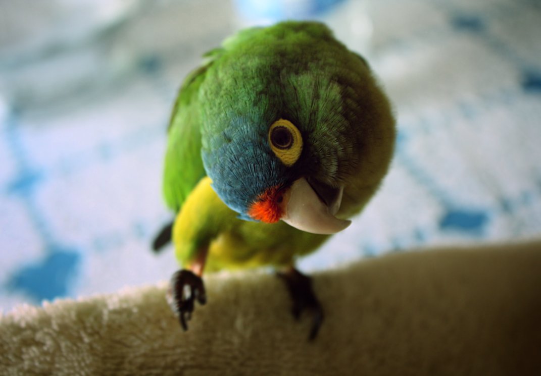 LOROS ATOLEROS: noviembre 2015