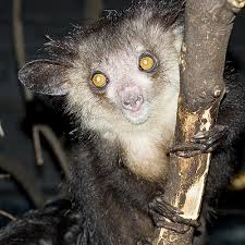 EL AYE - AYE - Mundo Animal