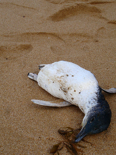 Piggy's Blog: Penguin Meat