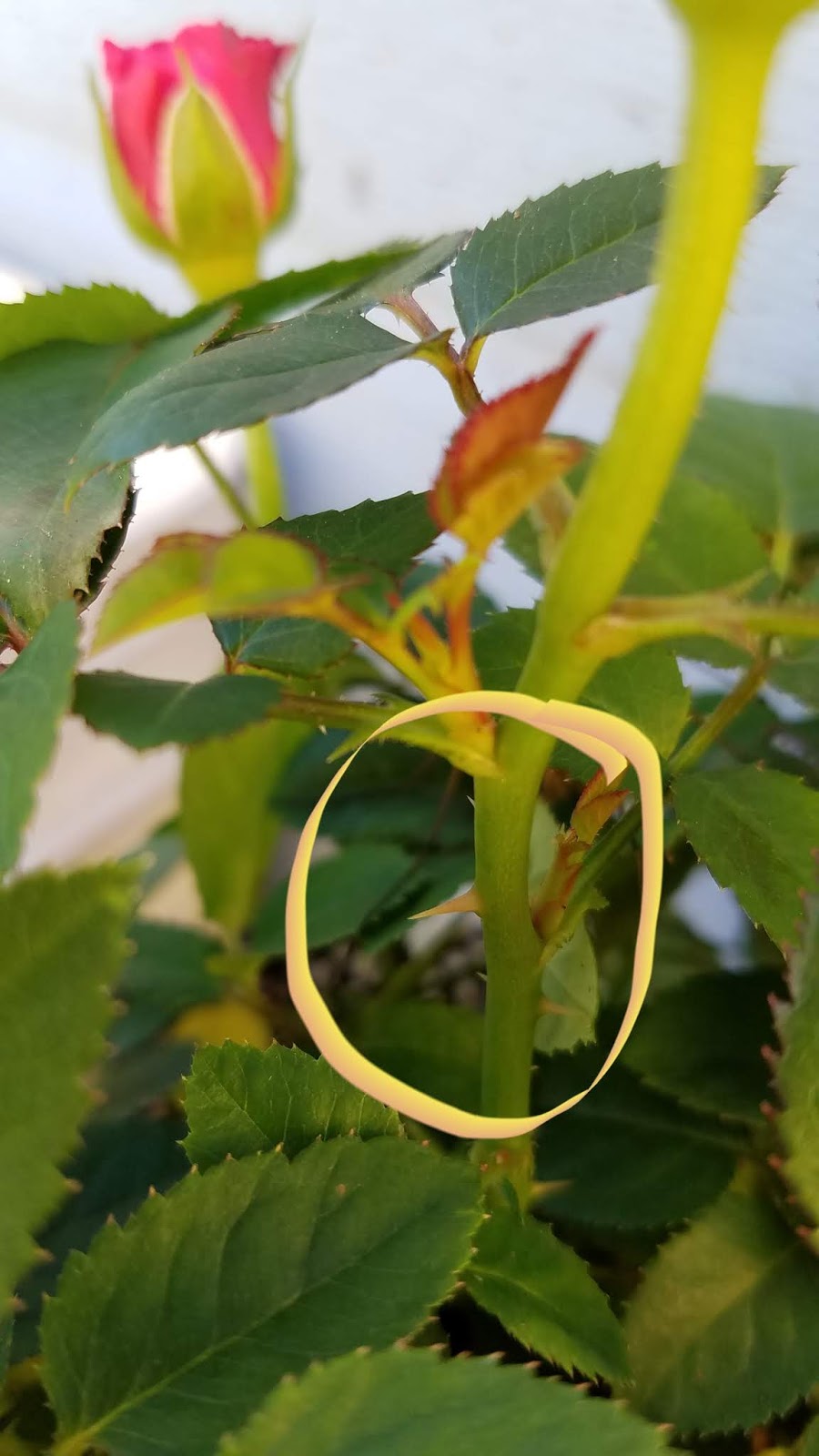 Garden Activities For Anyone, ANYWHERE!: Theme: Plant Adaptations