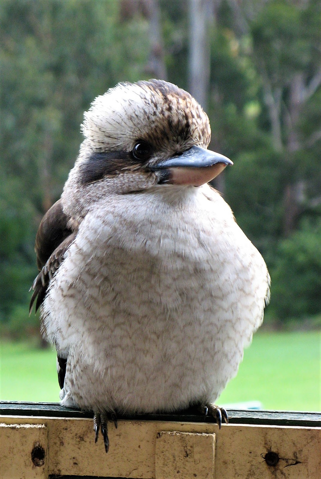 Out and About with John: Boredom Busters - Birds - Kookaburra
