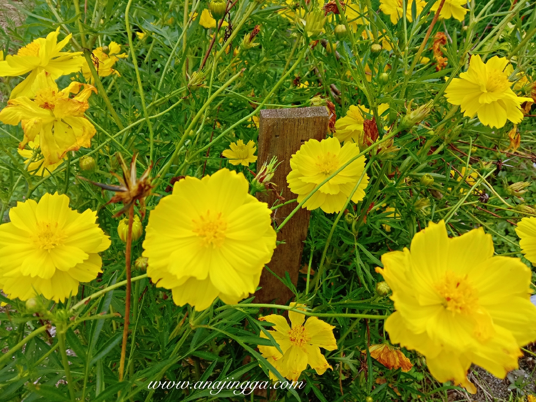 Bunga-bunga kampung di laman bonda