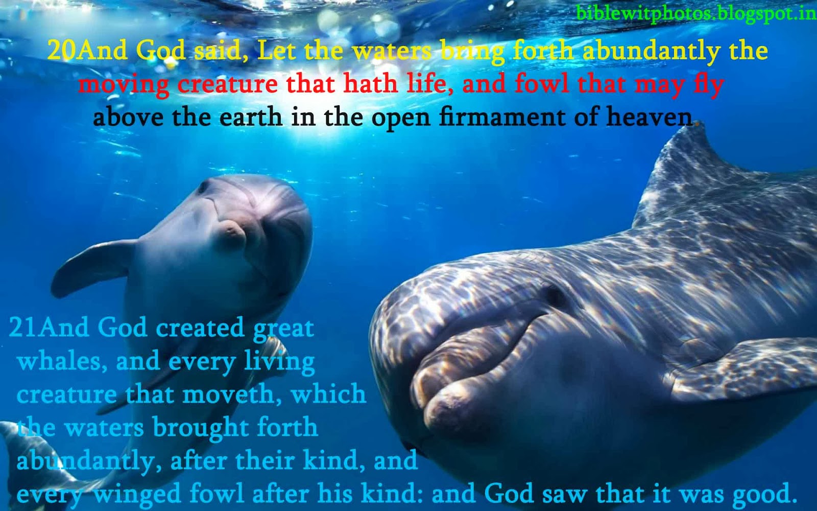 BIBLE SCHOOL : GENESIS 1 : 20 , 21